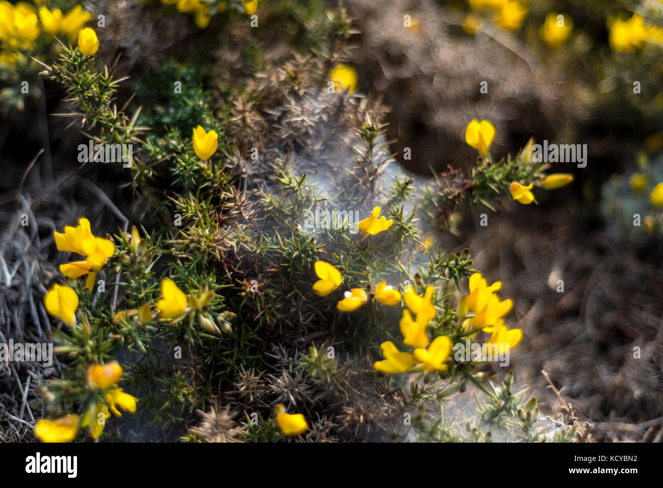 Small yellow flowers on a cliff top, Pembrokeshire , UK Stock Photo - Alamy