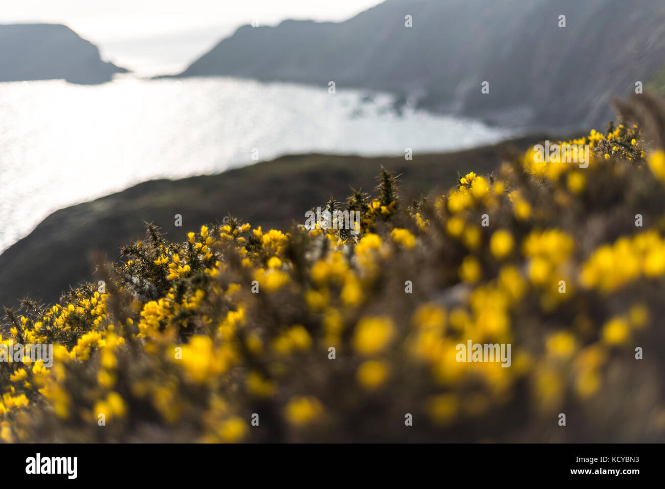 Small yellow flowers on a cliff top, Pembrokeshire , UK Stock Photo - Alamy