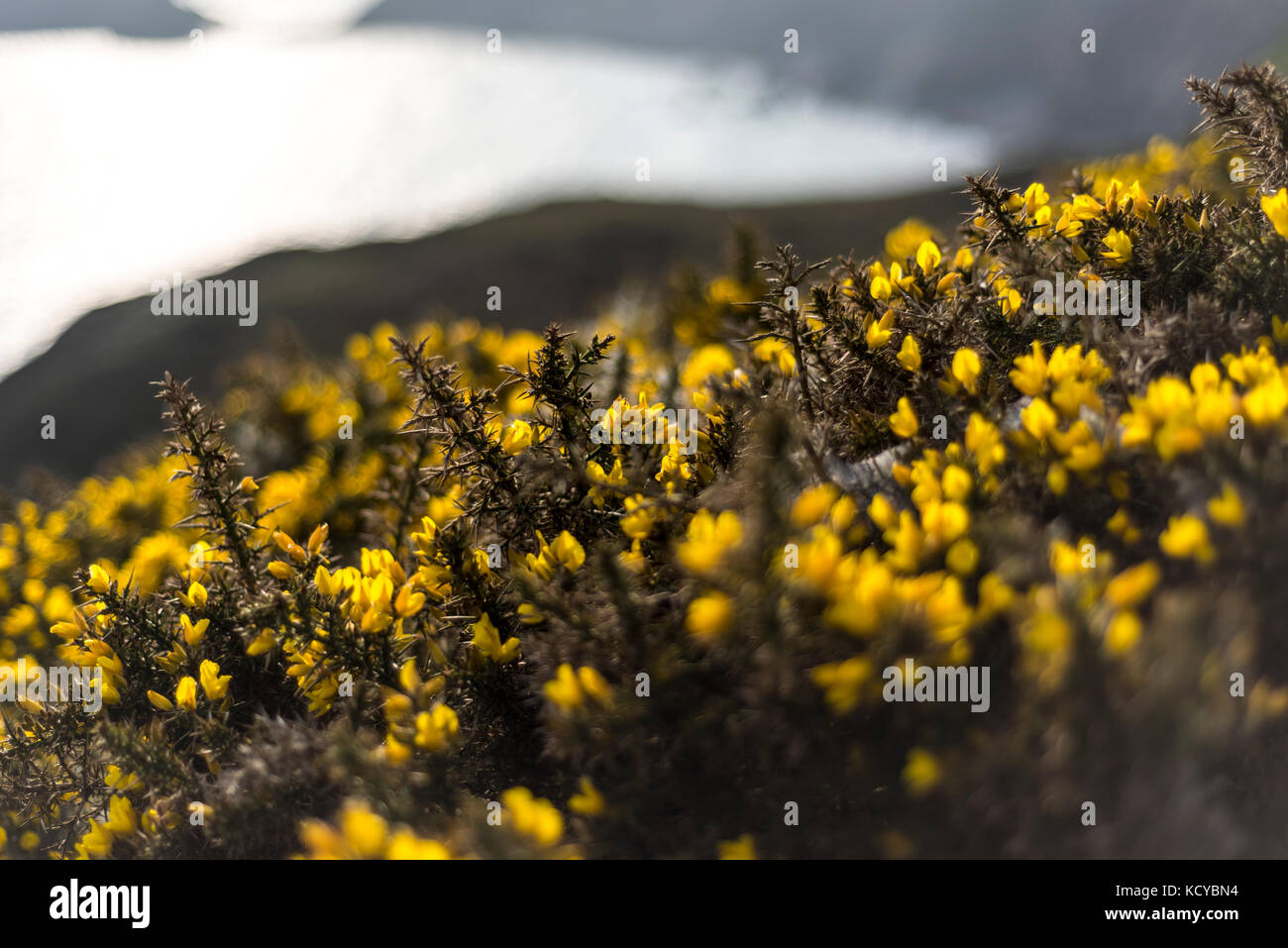 Small yellow flowers on a cliff top, Pembrokeshire , UK Stock Photo - Alamy