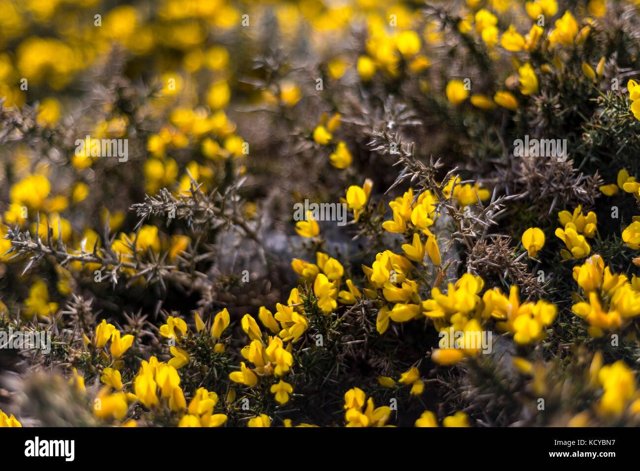 Small yellow flowers on a cliff top, Pembrokeshire , UK Stock Photo - Alamy