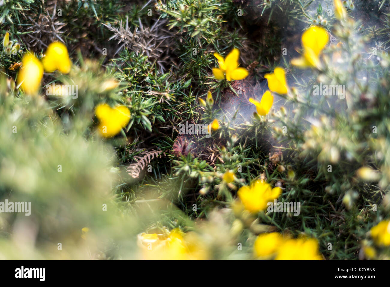 Small yellow flowers on a cliff top, Pembrokeshire , UK Stock Photo - Alamy