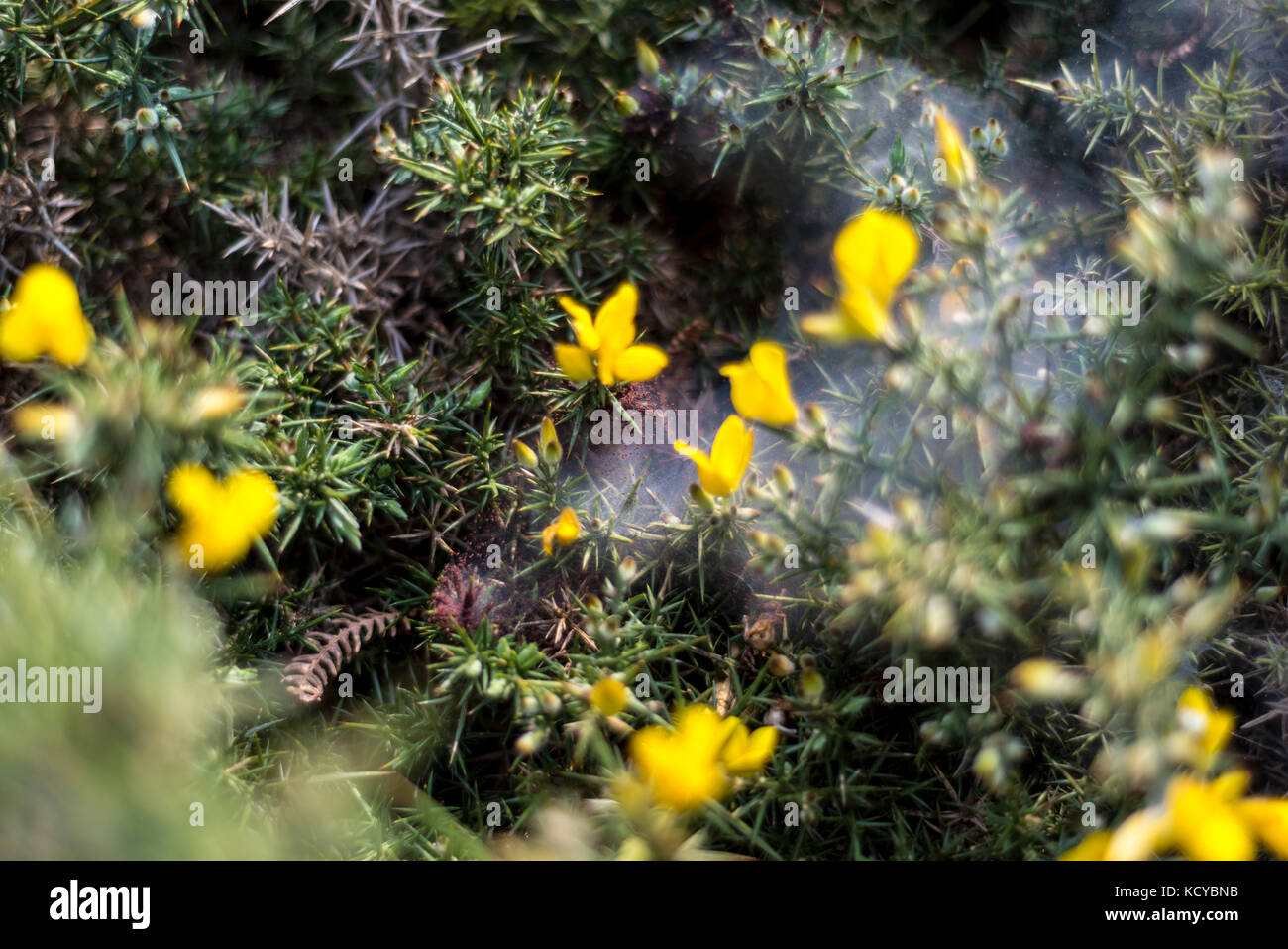 Flowers On Pembrokeshire Cliff High Resolution Stock Photography and ...