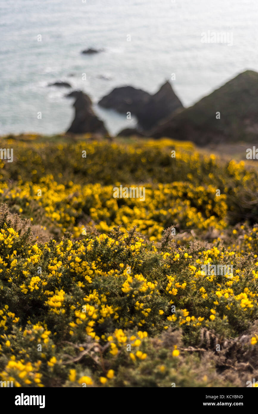 Small yellow flowers on a cliff top, Pembrokeshire , UK Stock Photo - Alamy
