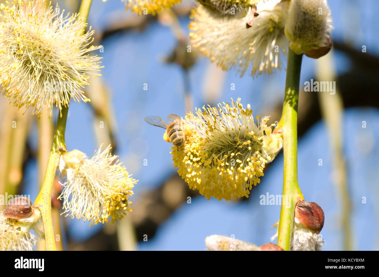Bee feeding on Willow tree flower pollen Stock Photo - Alamy
