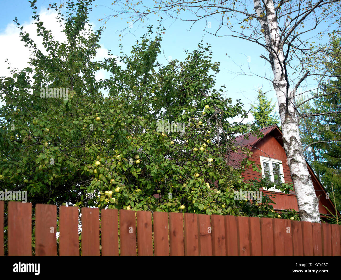 Apple Trees Behind Fence Stock Photo - Alamy