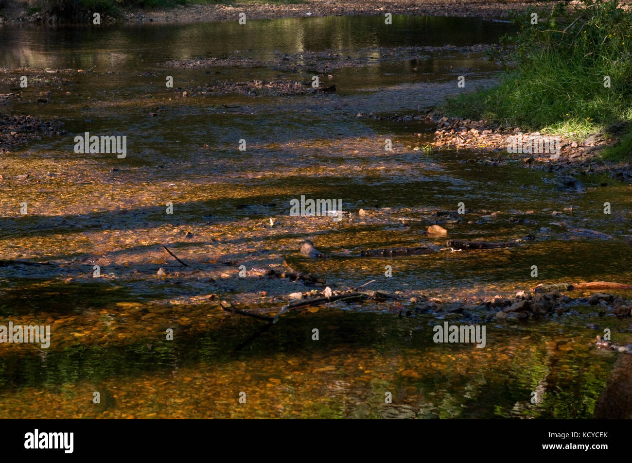 Sun dappled light hi-res stock photography and images - Alamy