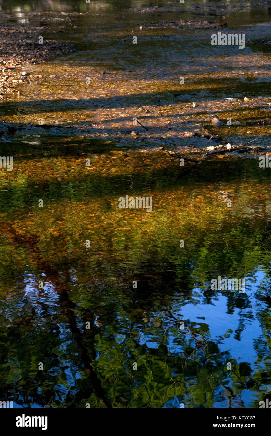 Dappled sun lite stream in New Forest UK Stock Photo - Alamy