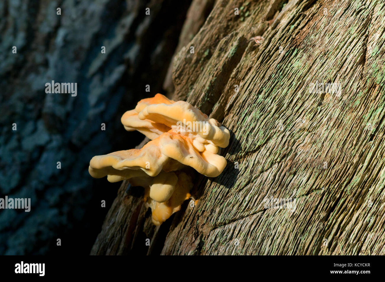 Orange Tree Fungus in New Forest UK Stock Photo - Alamy
