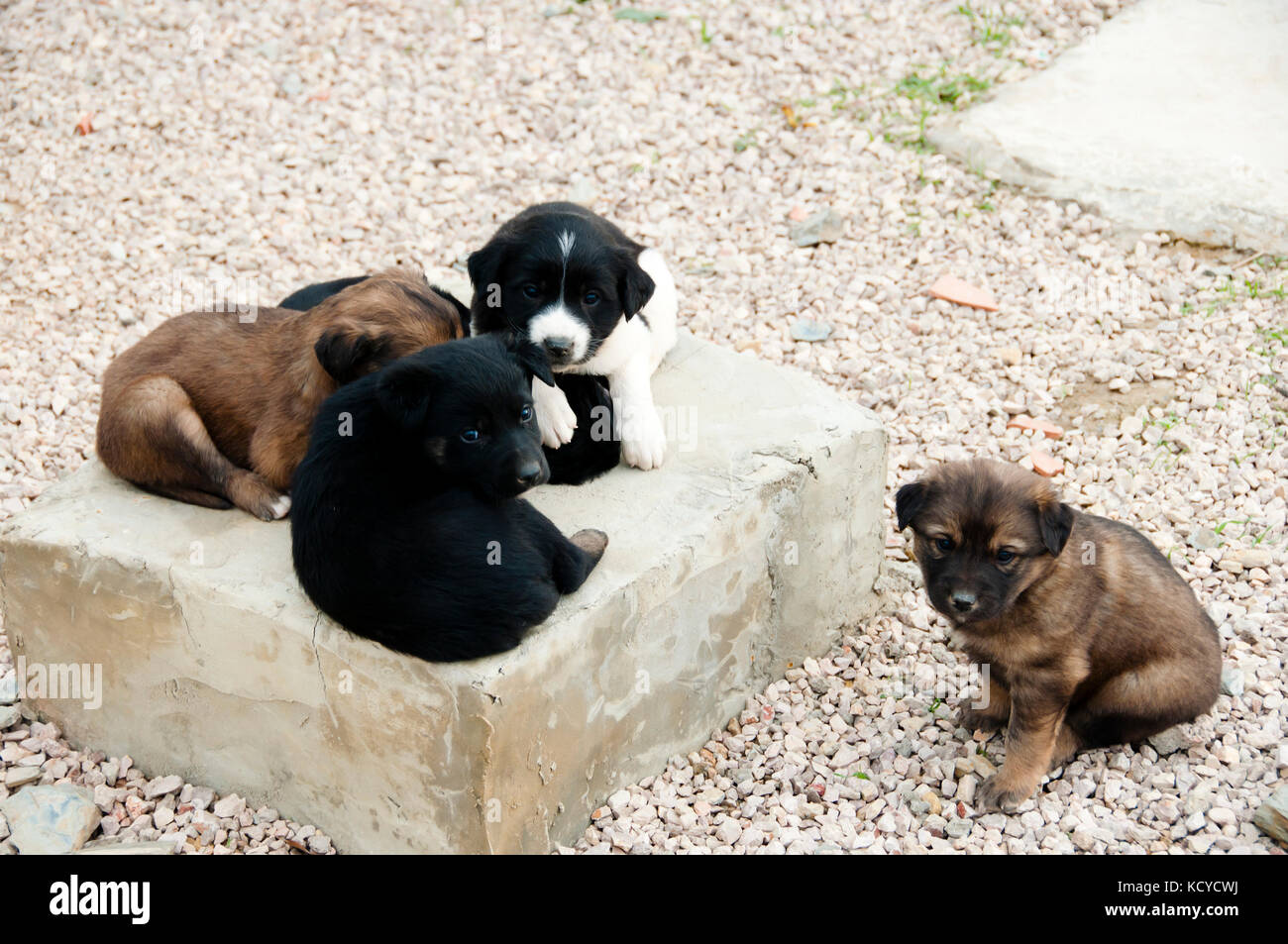 Aidi Breed Puppies - Morocco Stock Photo - Alamy