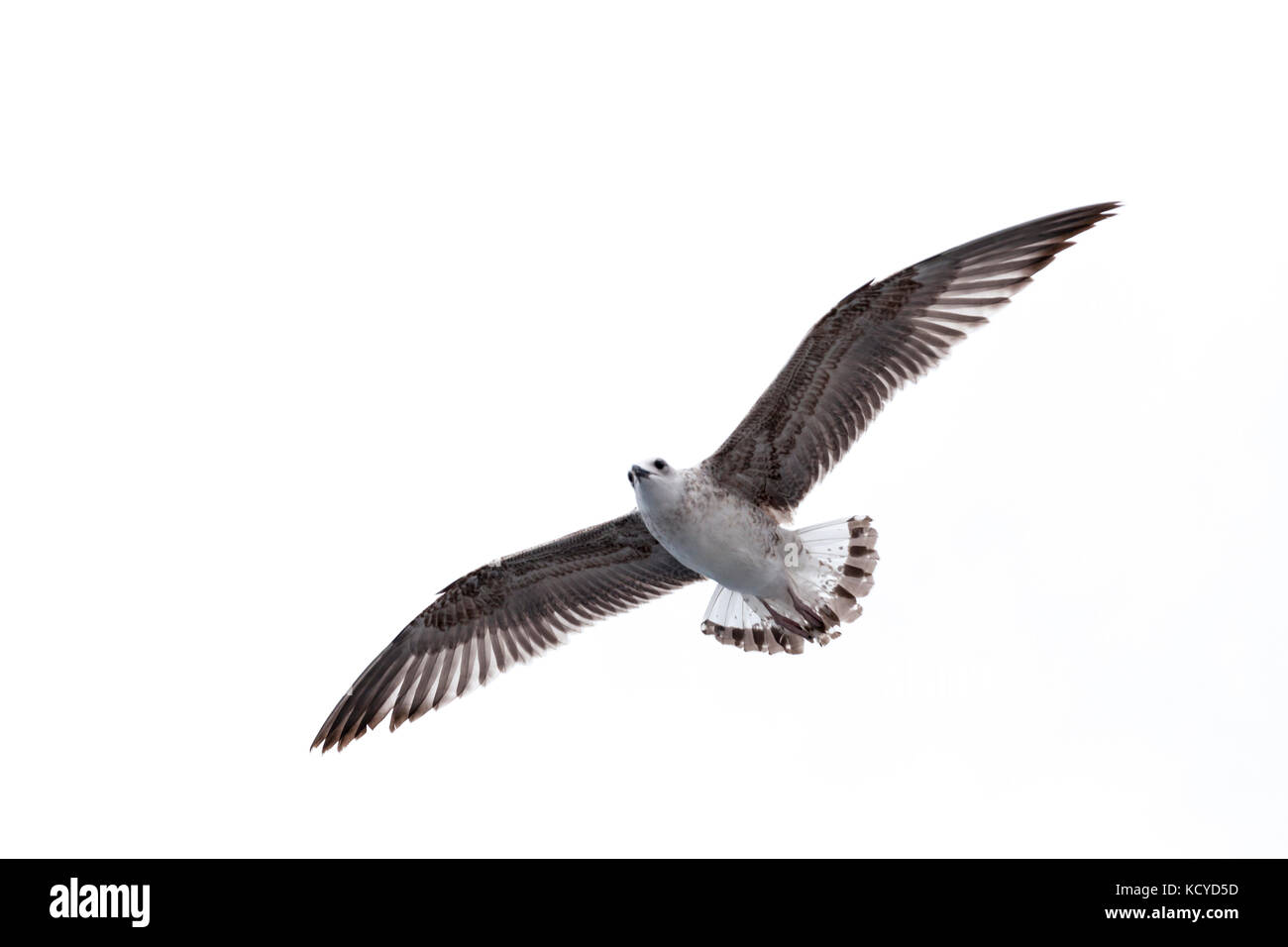 one seagull isolated on white, close up Stock Photo - Alamy