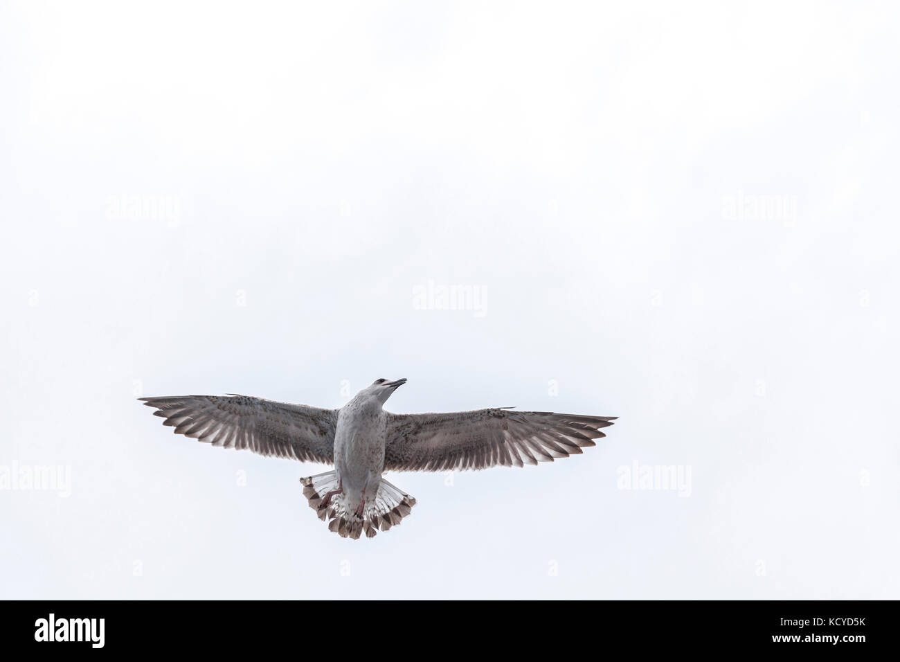 one seagull isolated on white, close up Stock Photo - Alamy
