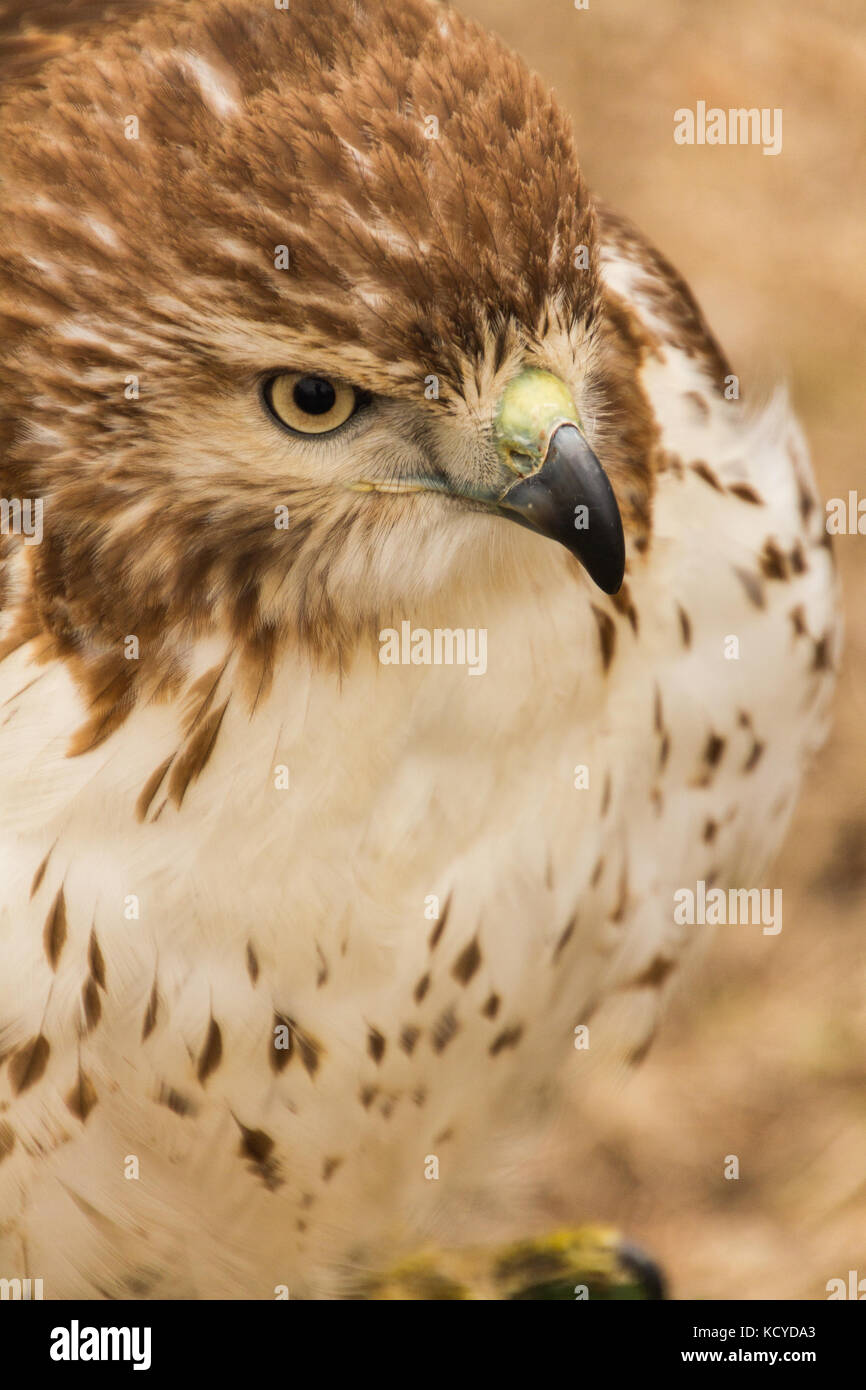 Upper body, top view of captive red-tailed hawk, falconry Stock Photo ...