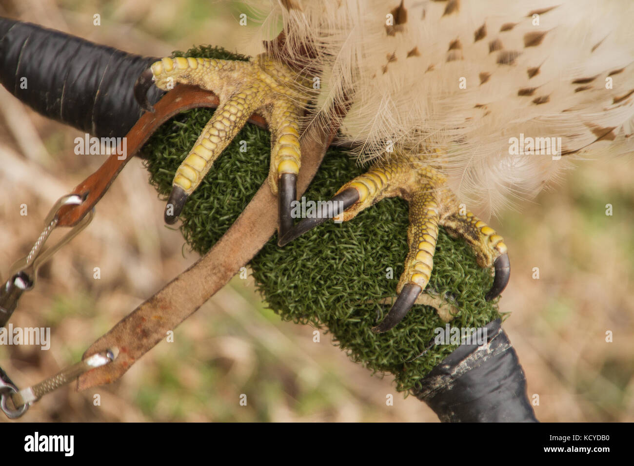 Closeup of feet, talons of captive red-tailed hawk, falconry Stock ...
