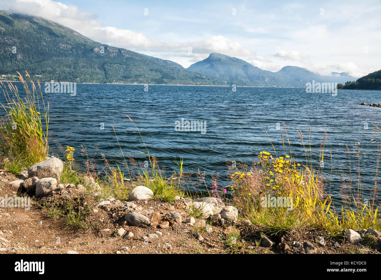 Sunny summer morning on the shore of fjord, Norway Stock Photo - Alamy