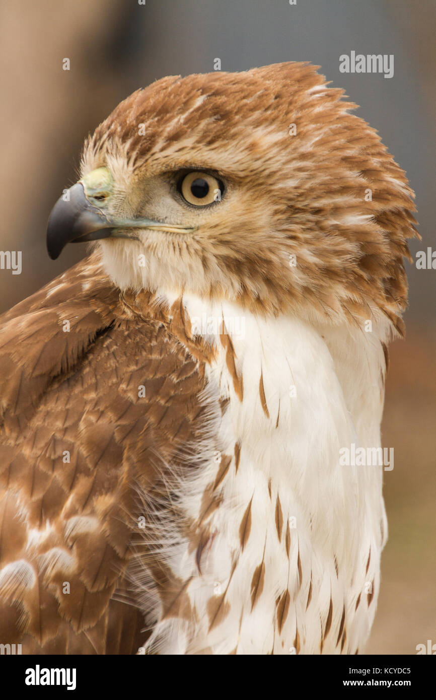 Upper body, side view of captive red-tailed hawk, falconry Stock Photo ...