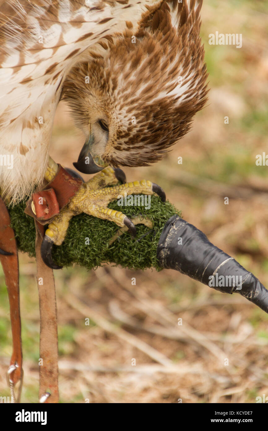 Captive red-tailed hawk, falconry, looking at its foot Stock Photo - Alamy