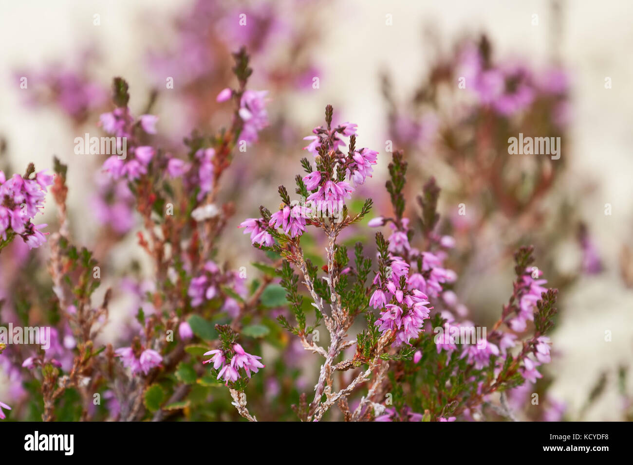 Flowering heather close-up Stock Photo - Alamy