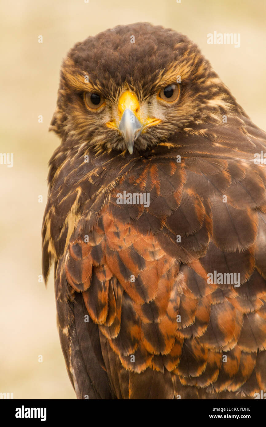 Upper body, front view of captive Harris hawk, looking at camera ...