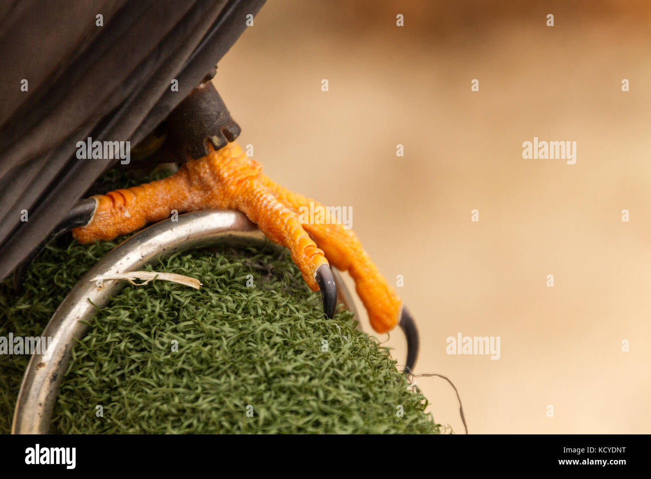 Close up talons of captive barbary falcon, falconry Stock Photo - Alamy