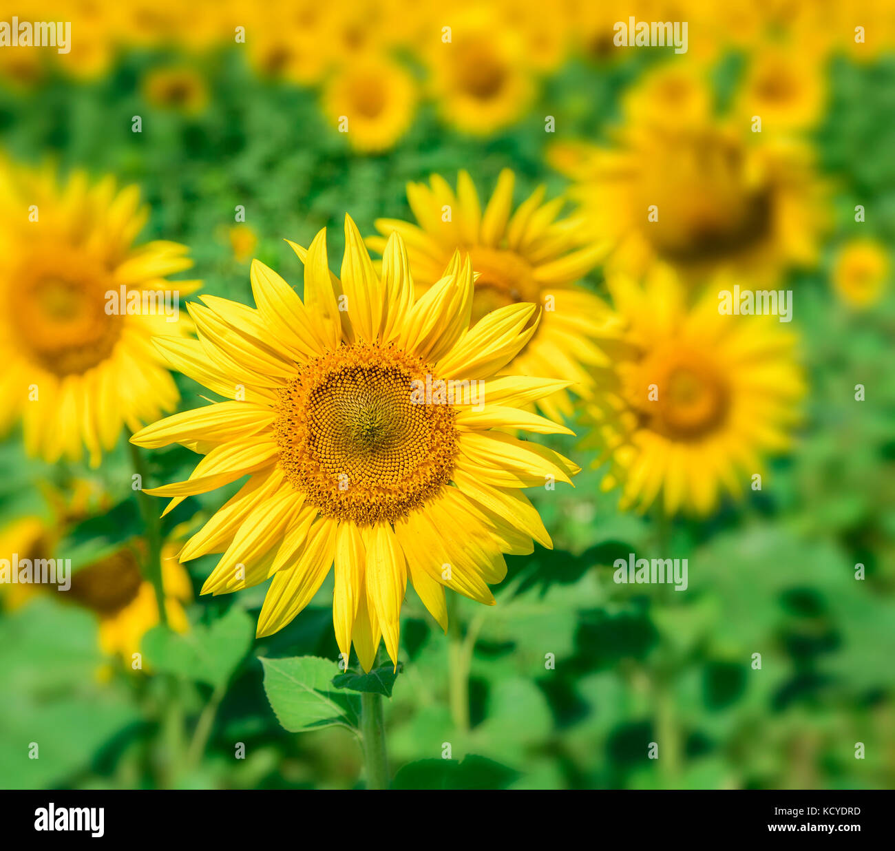 Sunflowers field landscape Stock Photo - Alamy
