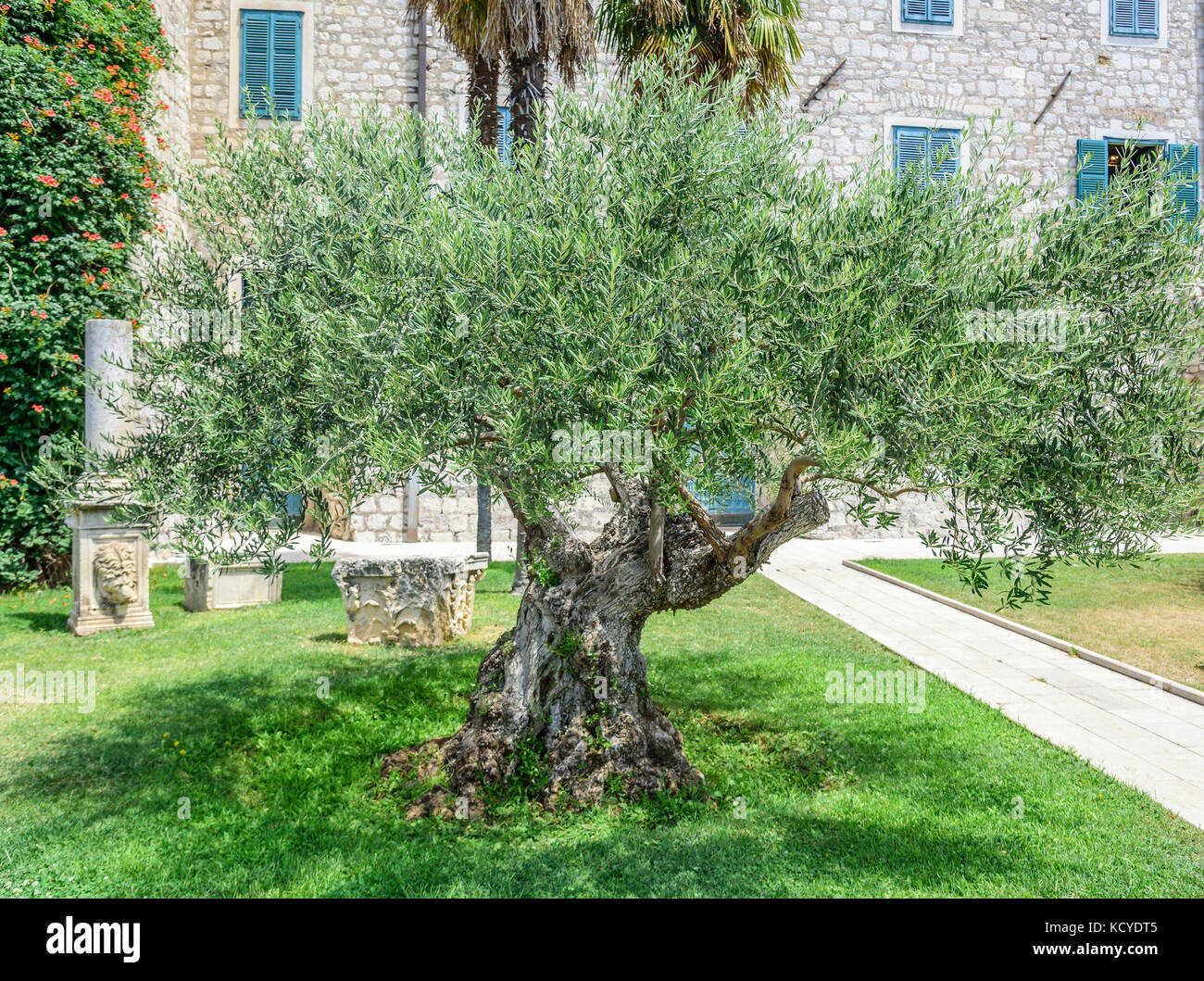 Old olive tree Stock Photo - Alamy