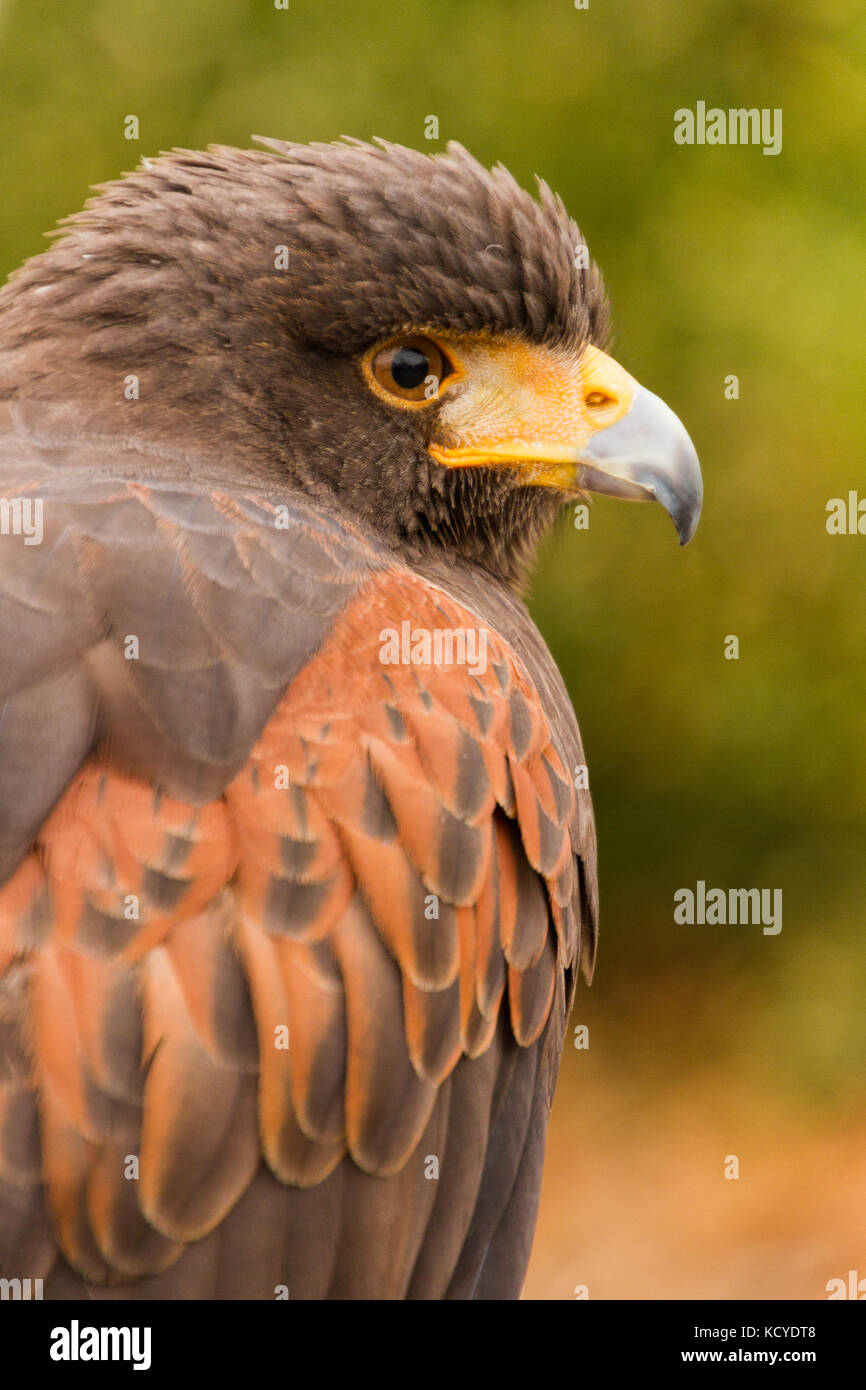 Upper body, side view of captive Harris hawk, falconry Stock Photo - Alamy