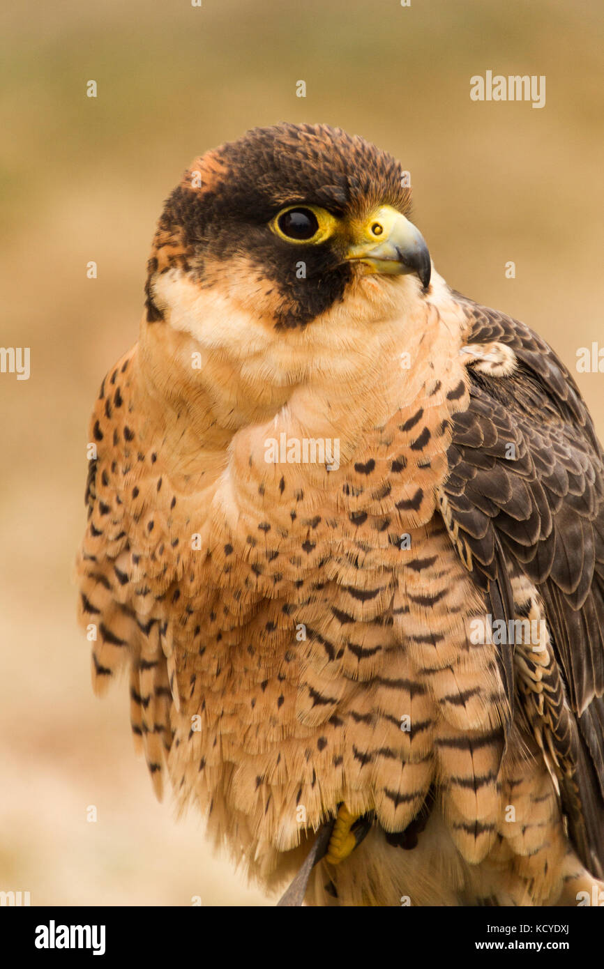 Upper body, side view of captive barbary falcon, falconry Stock Photo ...