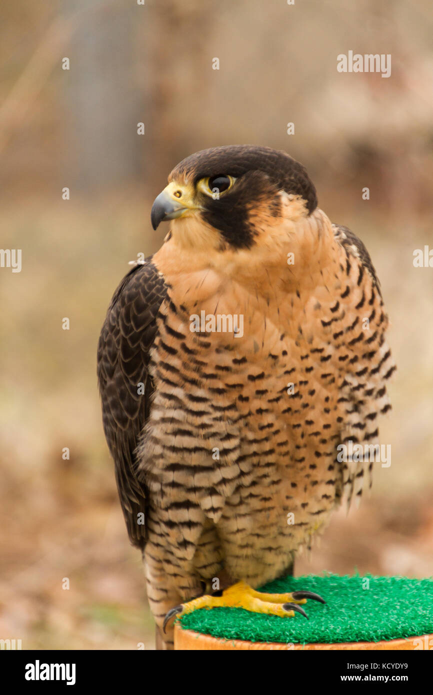 Upper body of perched captive barbary falcon, falconry Stock Photo - Alamy