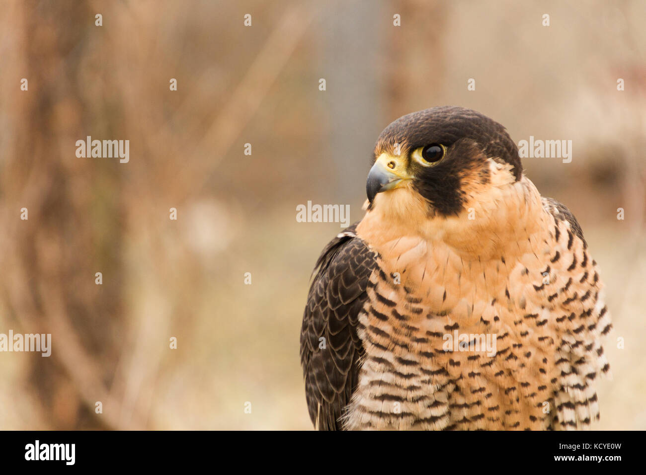 Upper body of perched captive barbary falcon, falconry Stock Photo - Alamy