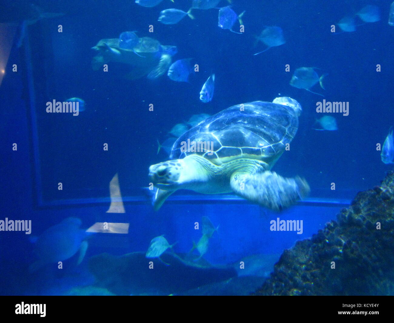 sea turtle aquarium Stock Photo - Alamy