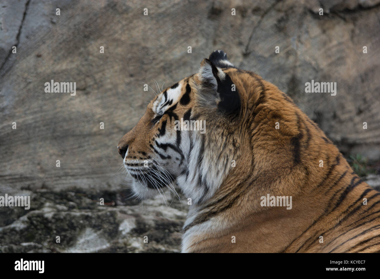 One tiger staring off into the distance looking relaxed Stock Photo - Alamy