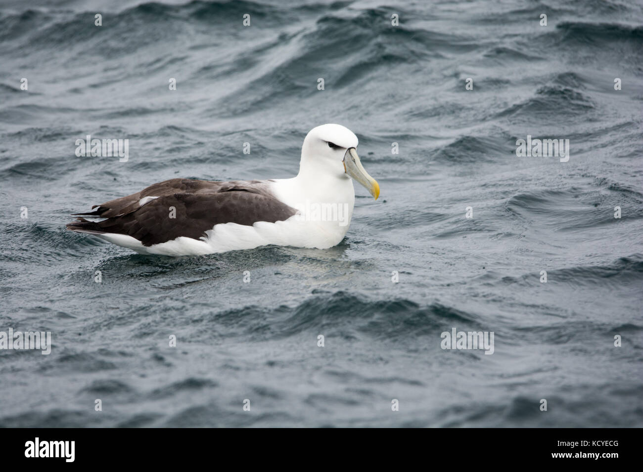 single albatross floating along in the rain with a relaxed look Stock ...