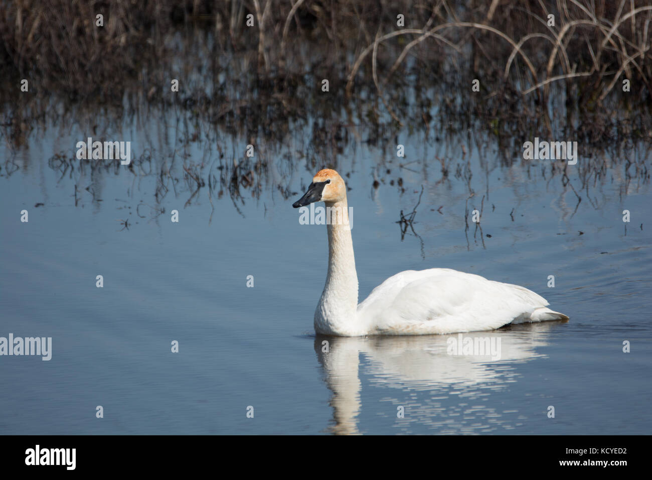one trumpeter swan swimming along the bank Stock Photo - Alamy