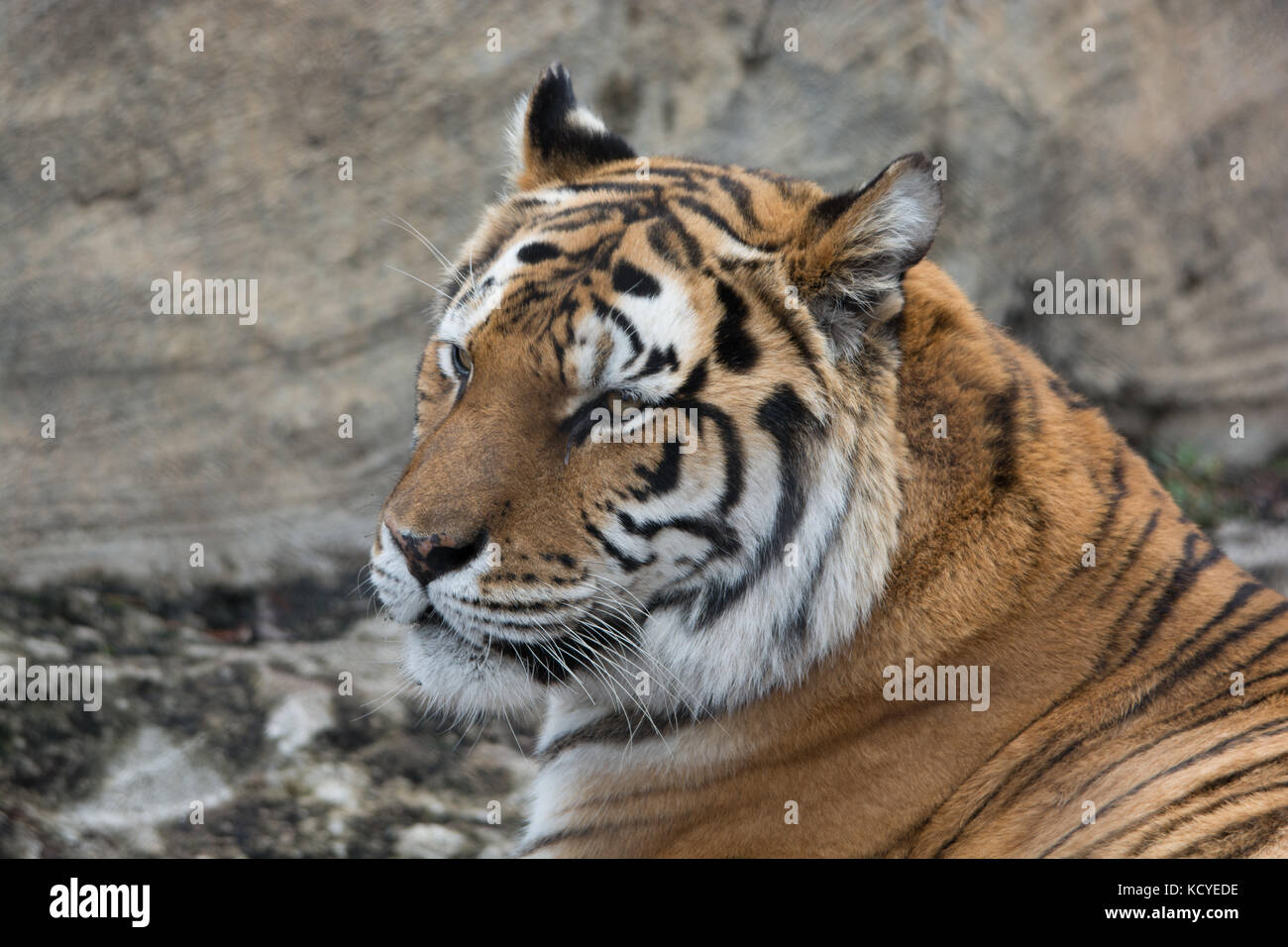 One tiger staring off into the distance looking relaxed Stock Photo - Alamy