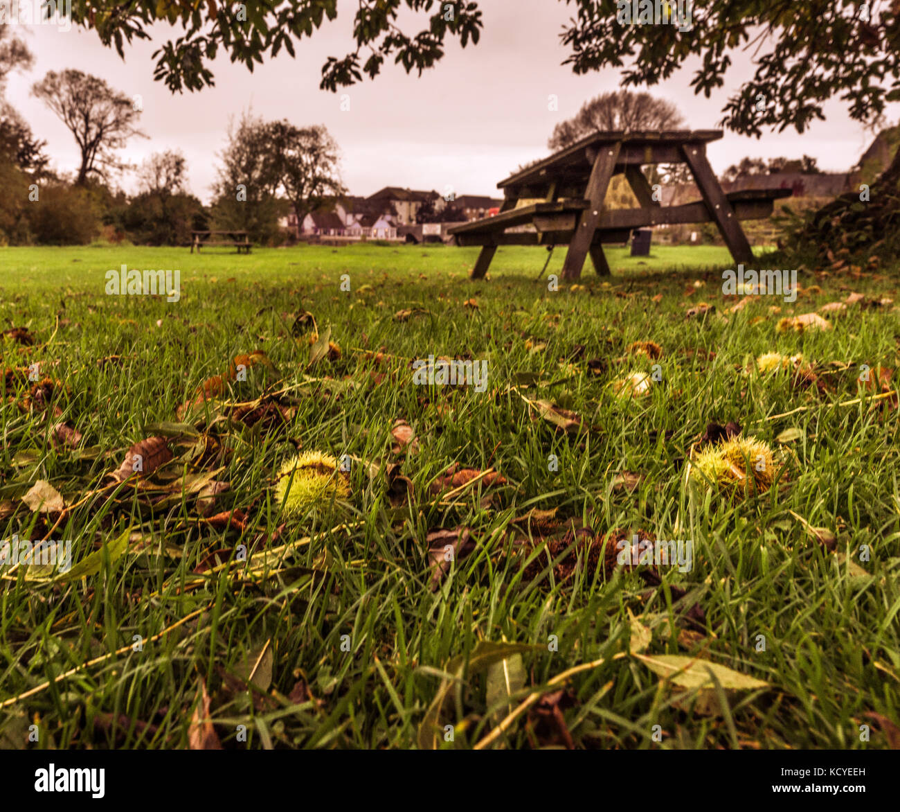 Horse Chestnut shells lying empty on the grass under the parent tree ...