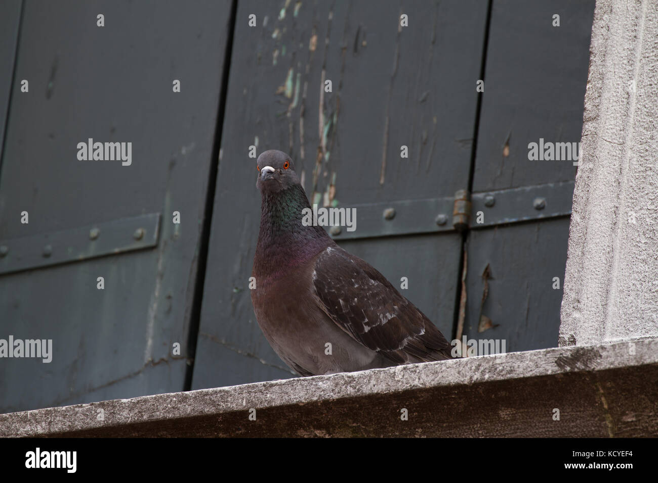 Feral Pigeon. Portrait of single adult perched on window ledge. Venice ...