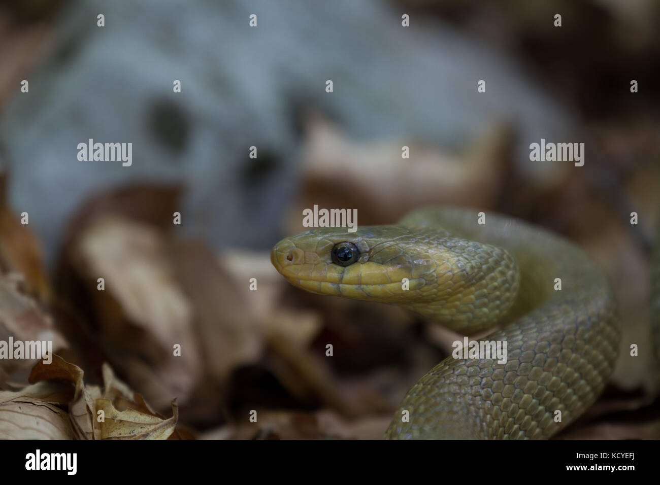 Italian aesculapian snake hi-res stock photography and images - Alamy