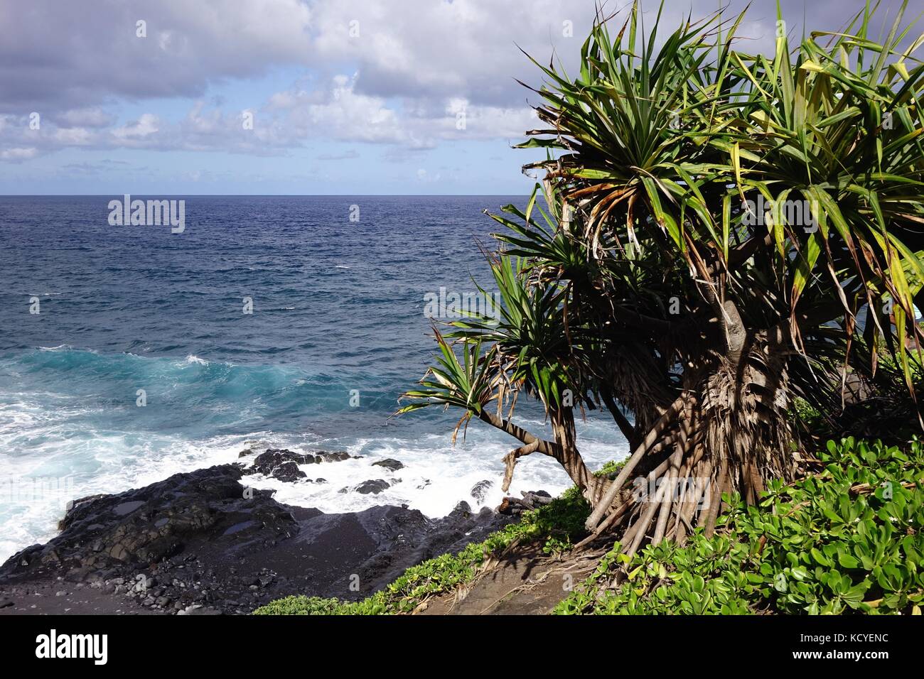 Hala trees and lava rocks along the Hana coast Stock Photo - Alamy