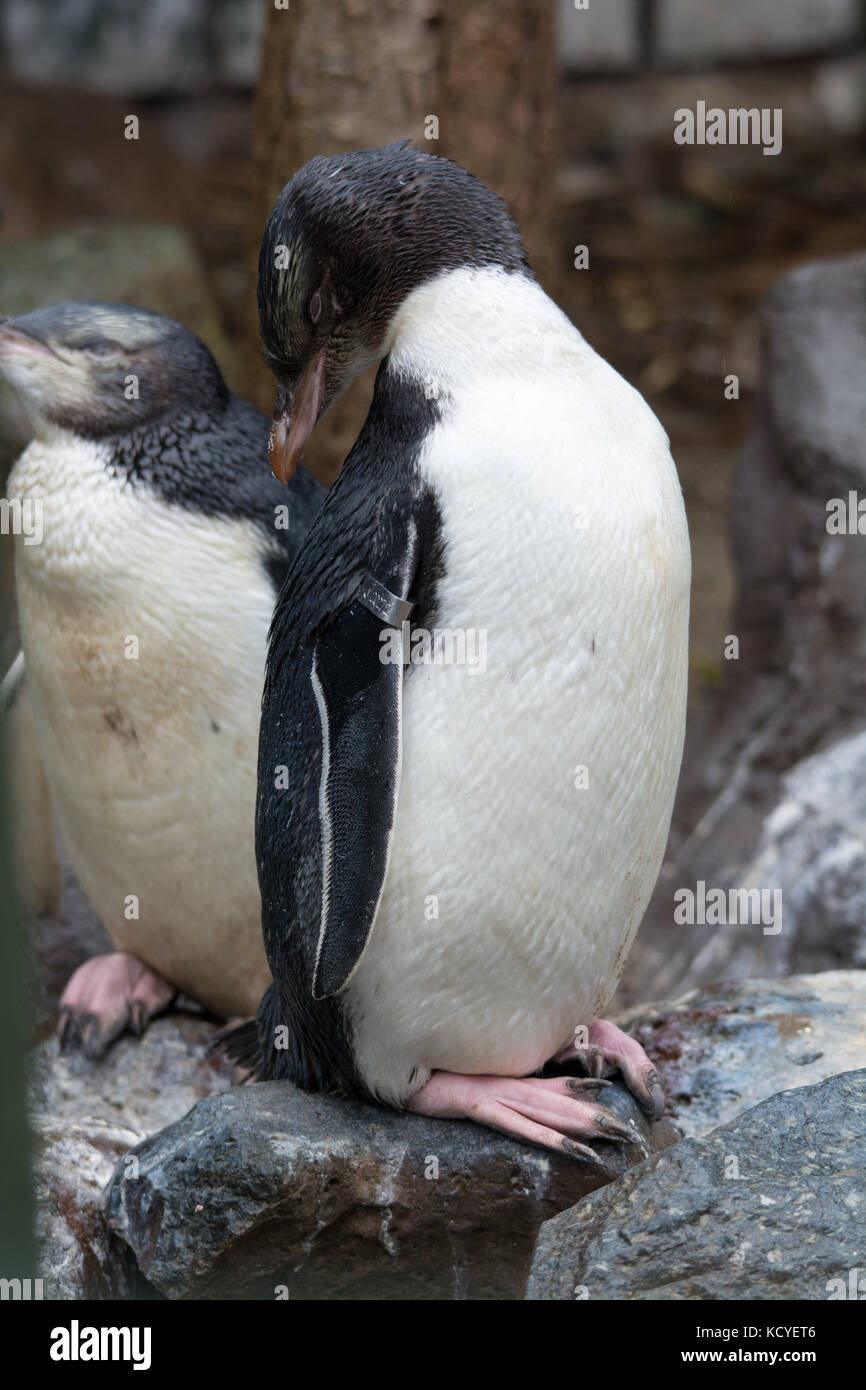 Yellowed-eyed penguin in new zealand relaxing after a rain Stock Photo ...