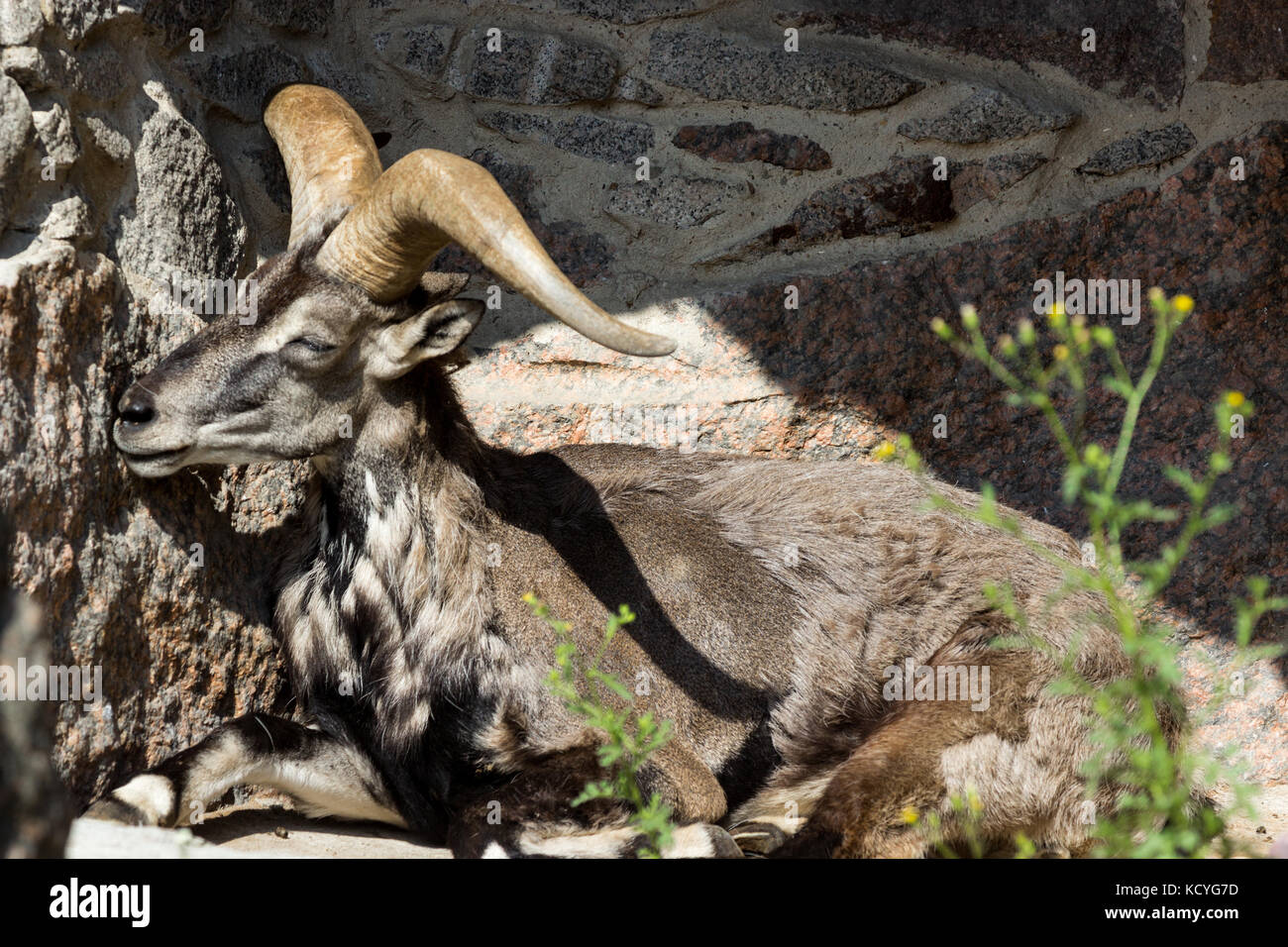 Artiodactyles hi-res stock photography and images - Alamy
