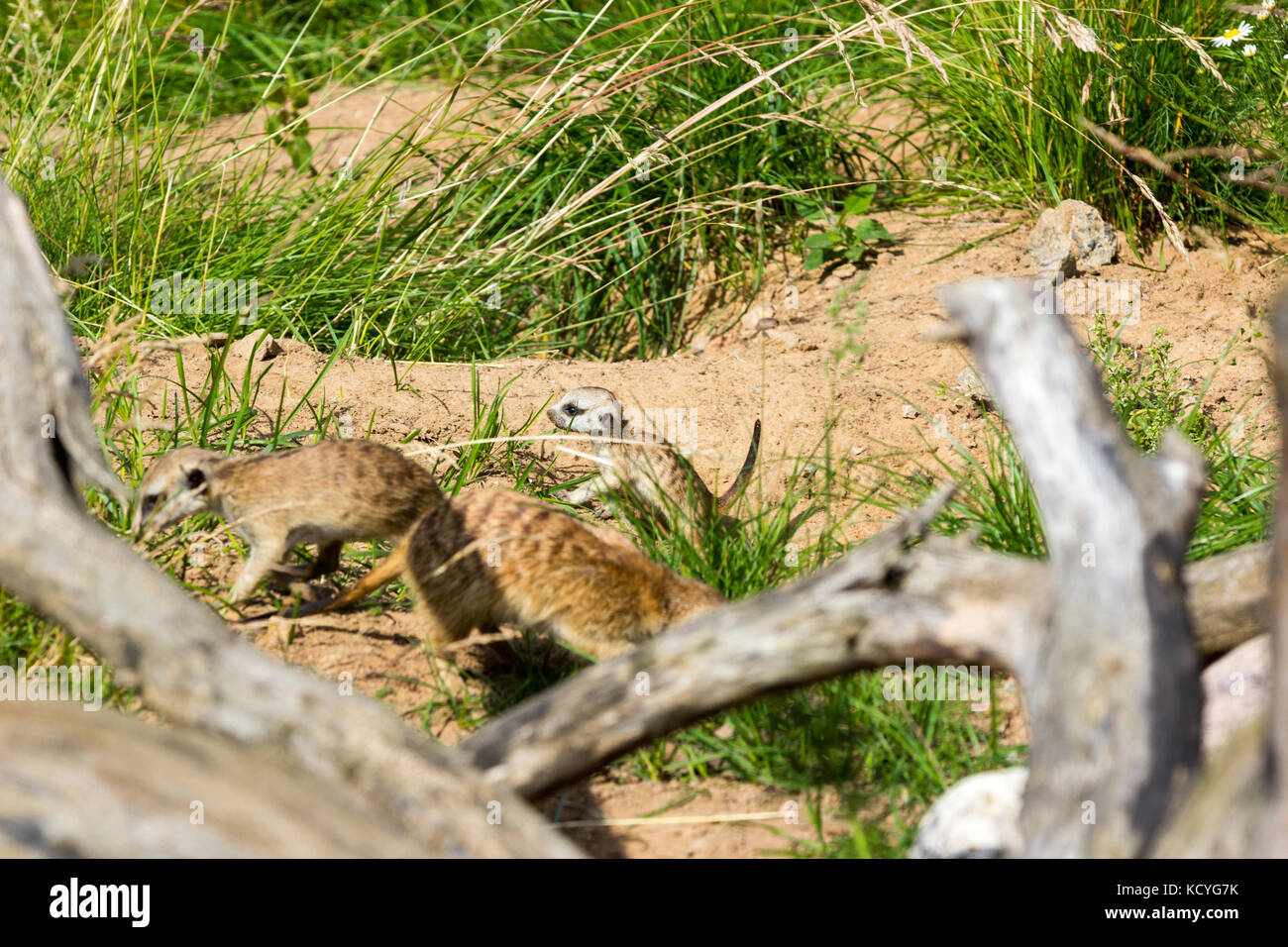 Meerkat Hunting High Resolution Stock Photography and Images - Alamy