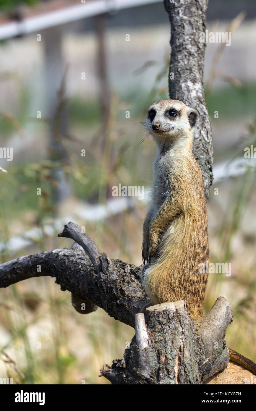 Meerkat hunting hi-res stock photography and images - Alamy