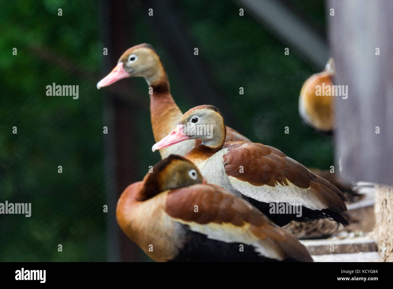 several birds are sitting by the water in a distant, remote suburb ...
