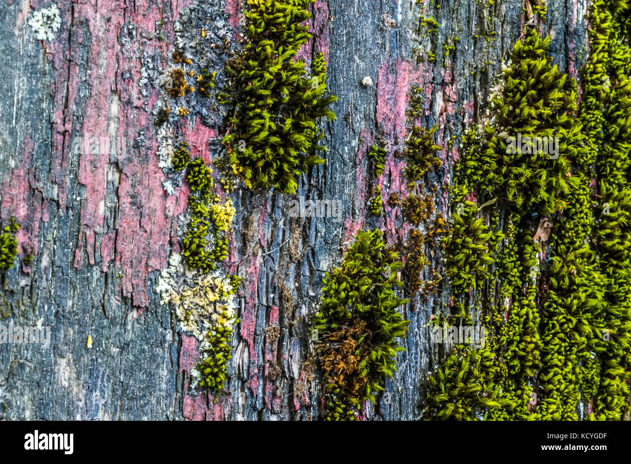 Very old weathered rustic wood texture with moss and cracks on the ...