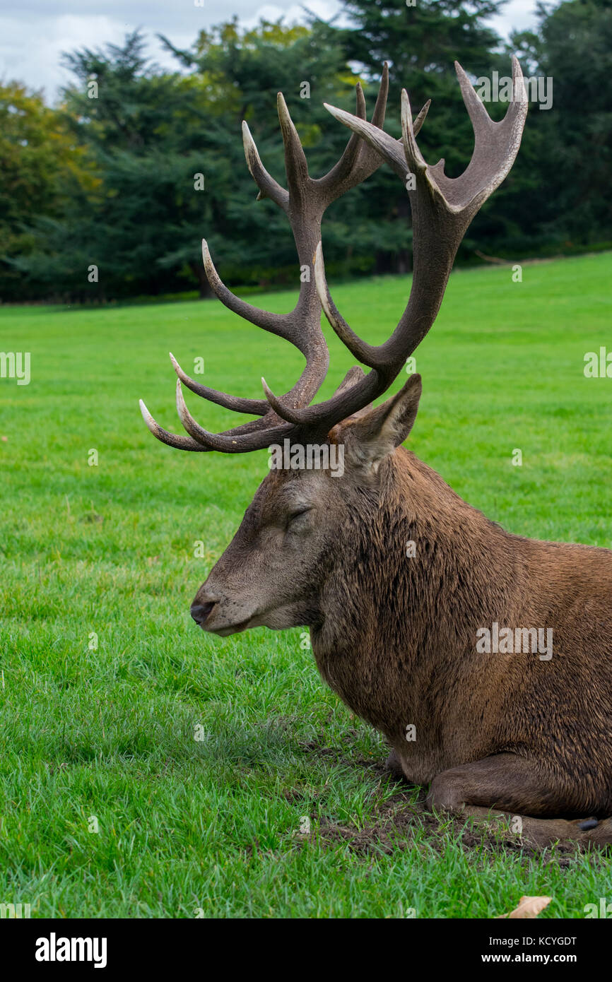 Batman wollaton hall hi-res stock photography and images - Alamy