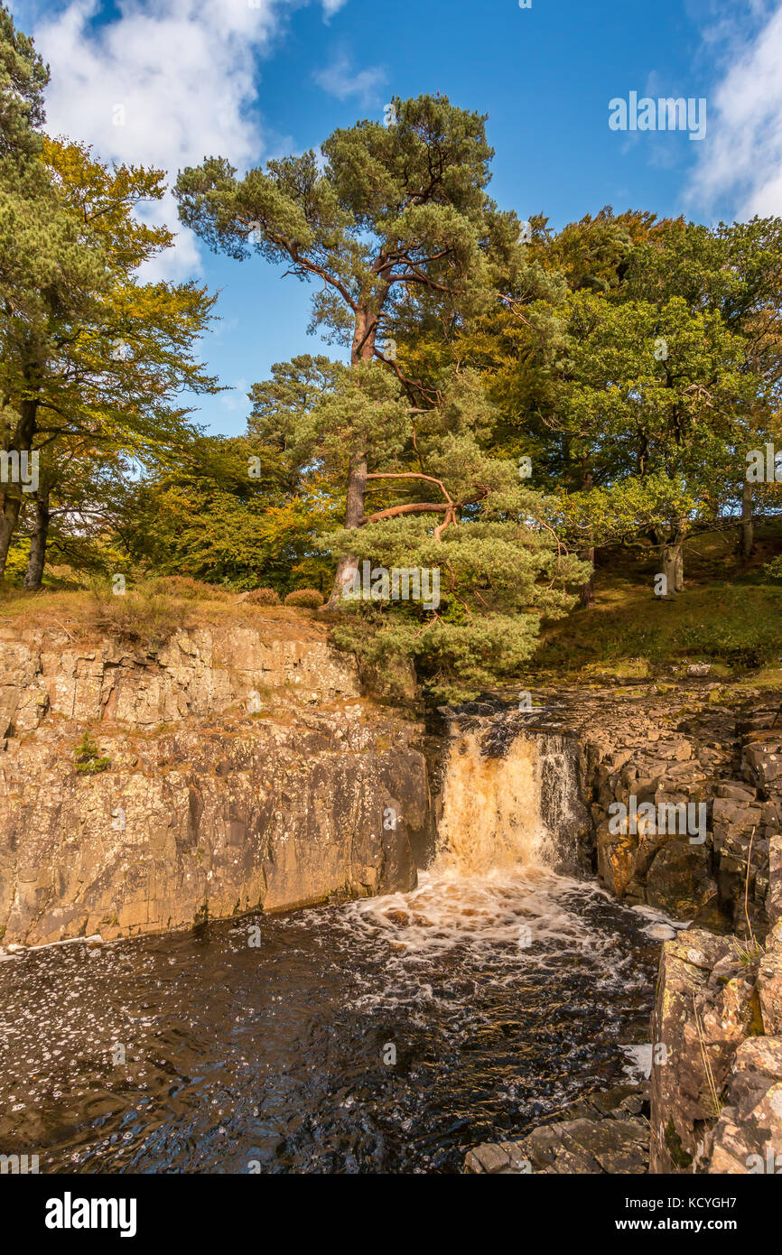 Teesdale landscape, a Scots Pine tree overhangs a side waterfall beside ...