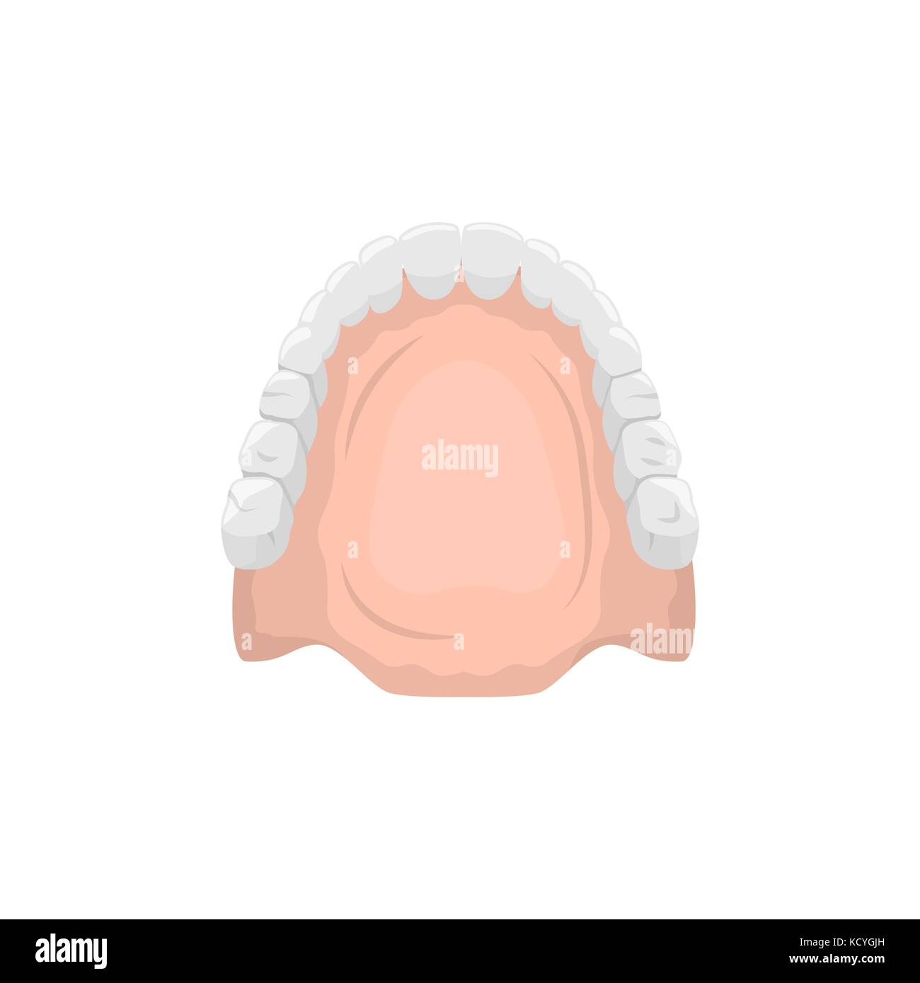 Vector illustration of a false jaw on white background. Dentistry topic ...