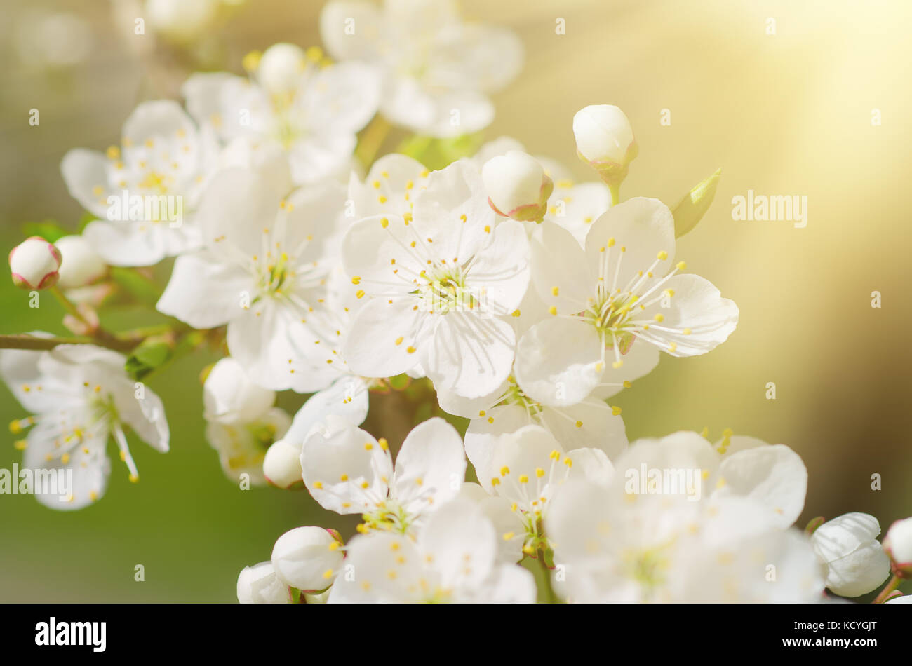 Apricot tree blossoms Stock Photo - Alamy