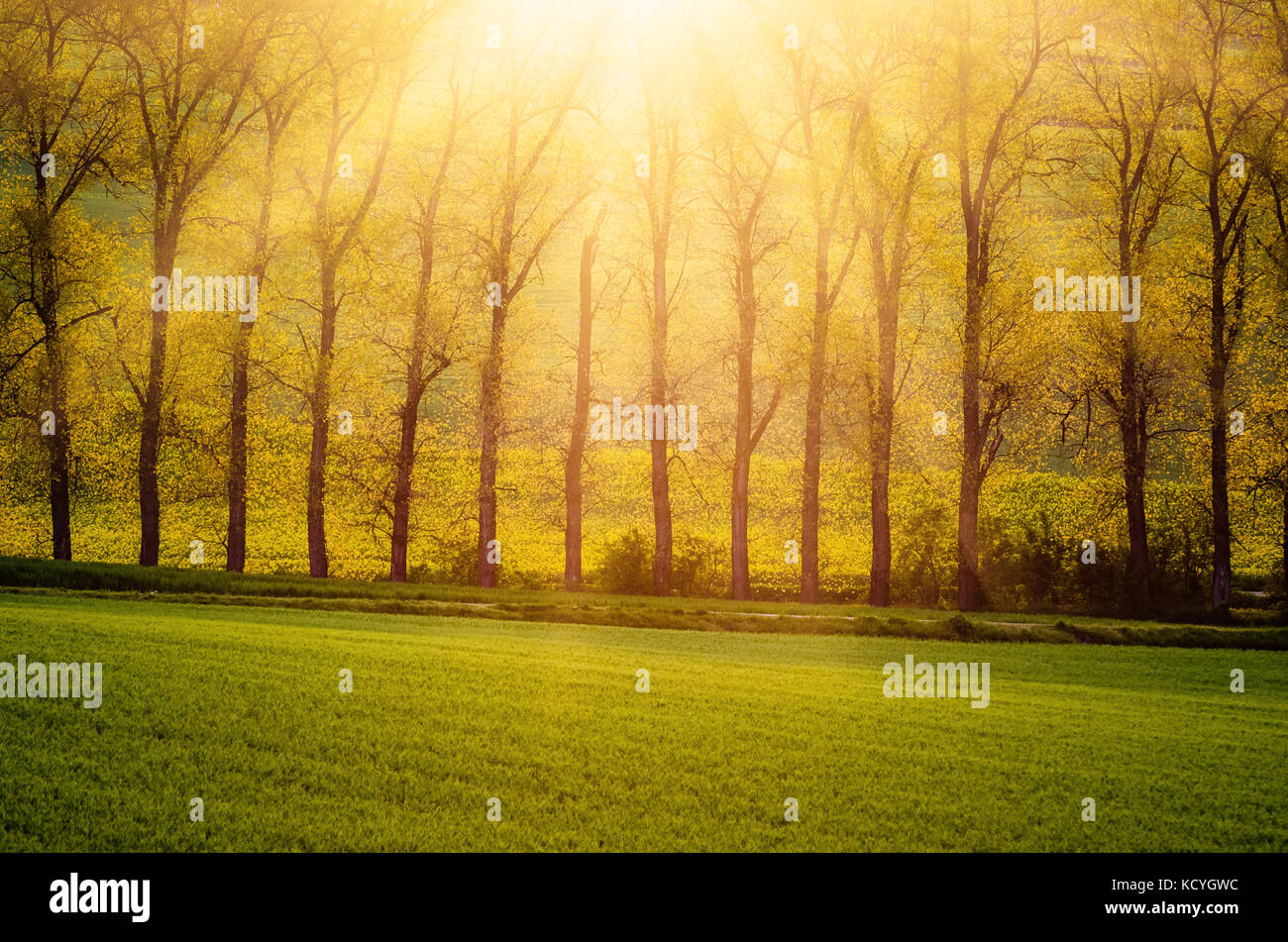 Beautiful golden trees Stock Photo - Alamy