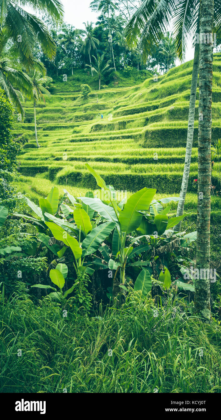Tegalalang Rice Terrace fields, Ubud, Bali, Indonesia Stock Photo - Alamy